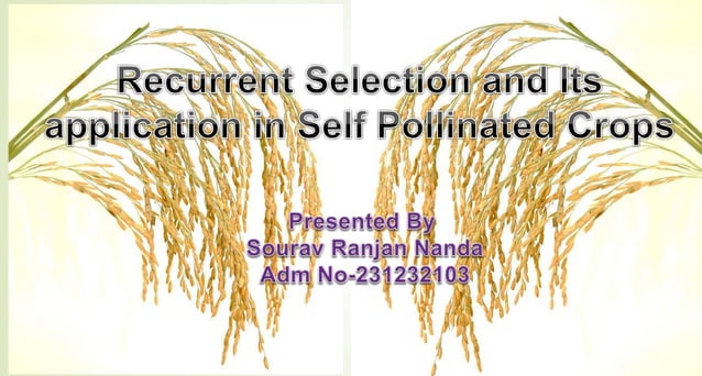recurrent selection and its application in self pollinated crop.pptx ...