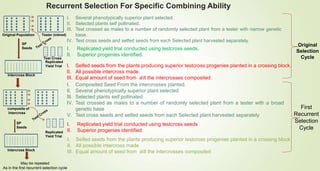 recurrent selection and its application in self pollinated crop.pptx ...