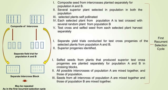 recurrent selection and its application in self pollinated crop.pptx ...