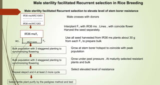 recurrent selection and its application in self pollinated crop.pptx ...
