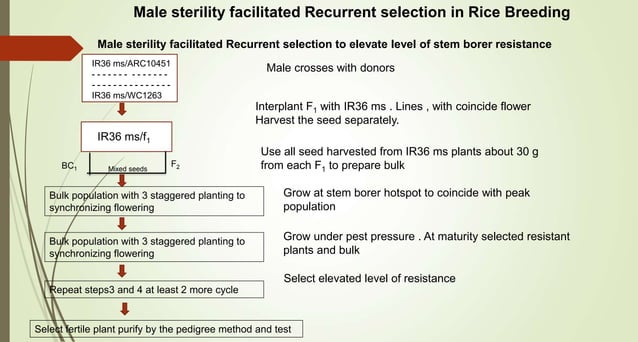 recurrent selection and its application in self pollinated crop.pptx ...