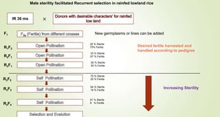 recurrent selection and its application in self pollinated crop.pptx ...
