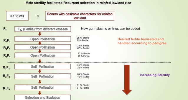 recurrent selection and its application in self pollinated crop.pptx ...