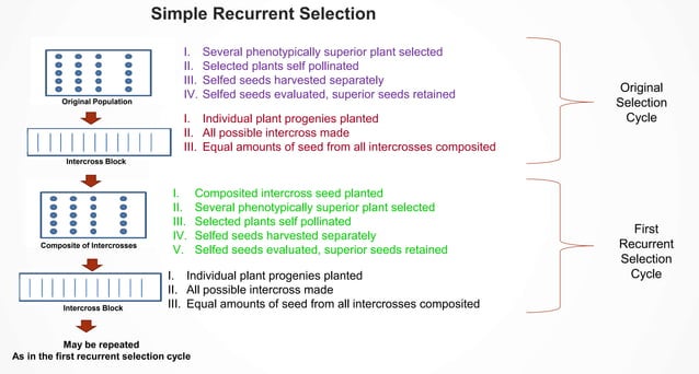 Recurrent Selection And Its Application In Self Pollinated Croppptx