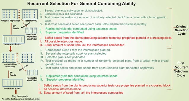 recurrent selection and its application in self pollinated crop.pptx ...