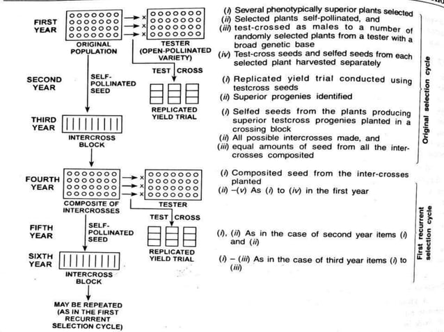Recurrent Selection Sca1 Pptx Genetics Science
