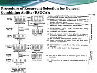 Recurrent selection sca1 | PPTX