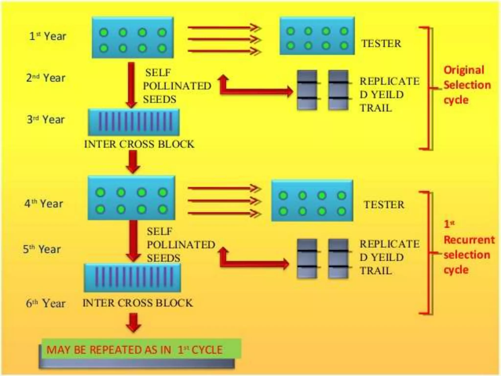 Recurrent Selection Schemes Pptx Genetics Science