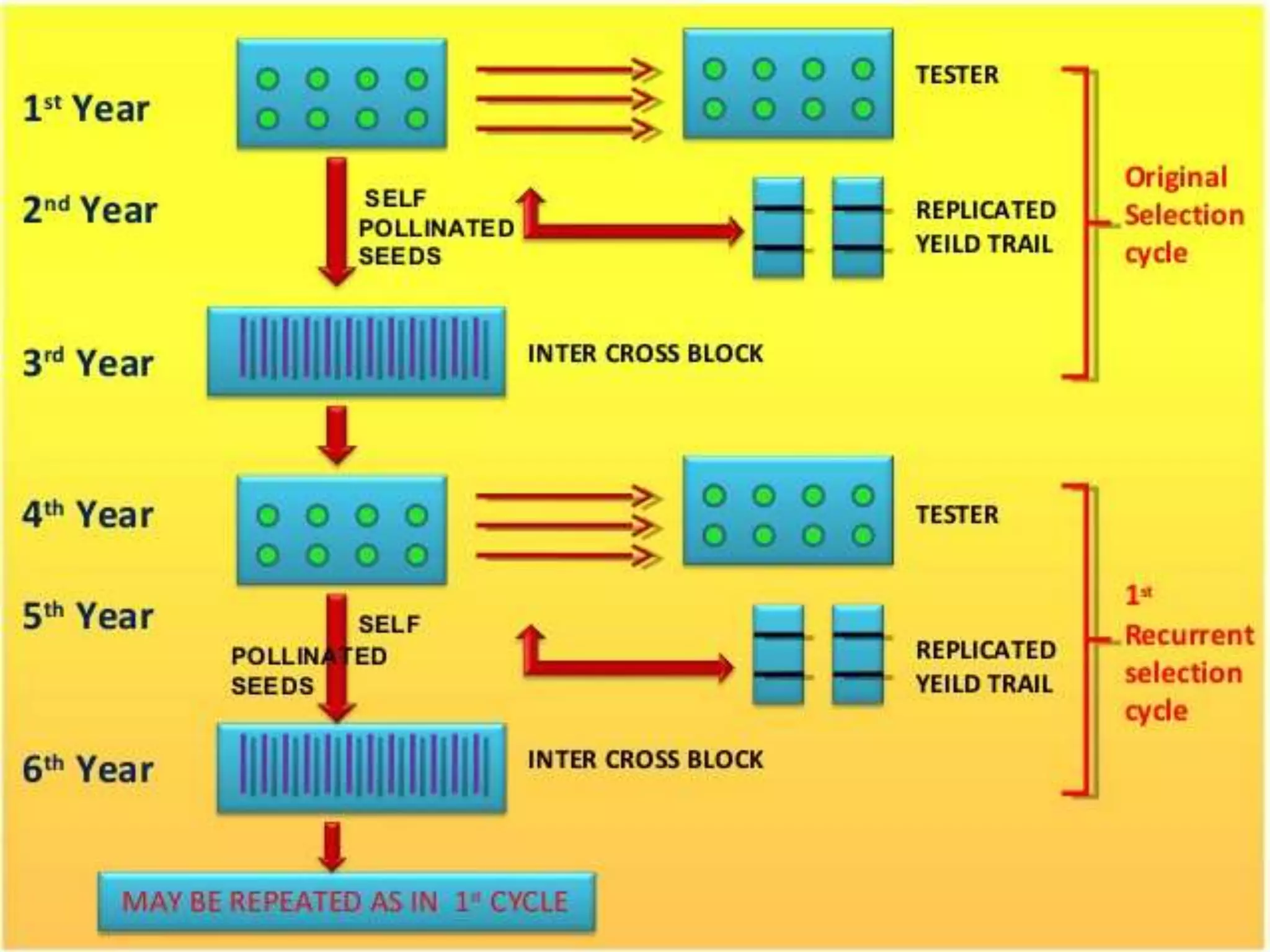 Recurrent selection schemes | PPTX