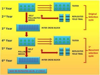 Recurrent selection schemes | PPTX