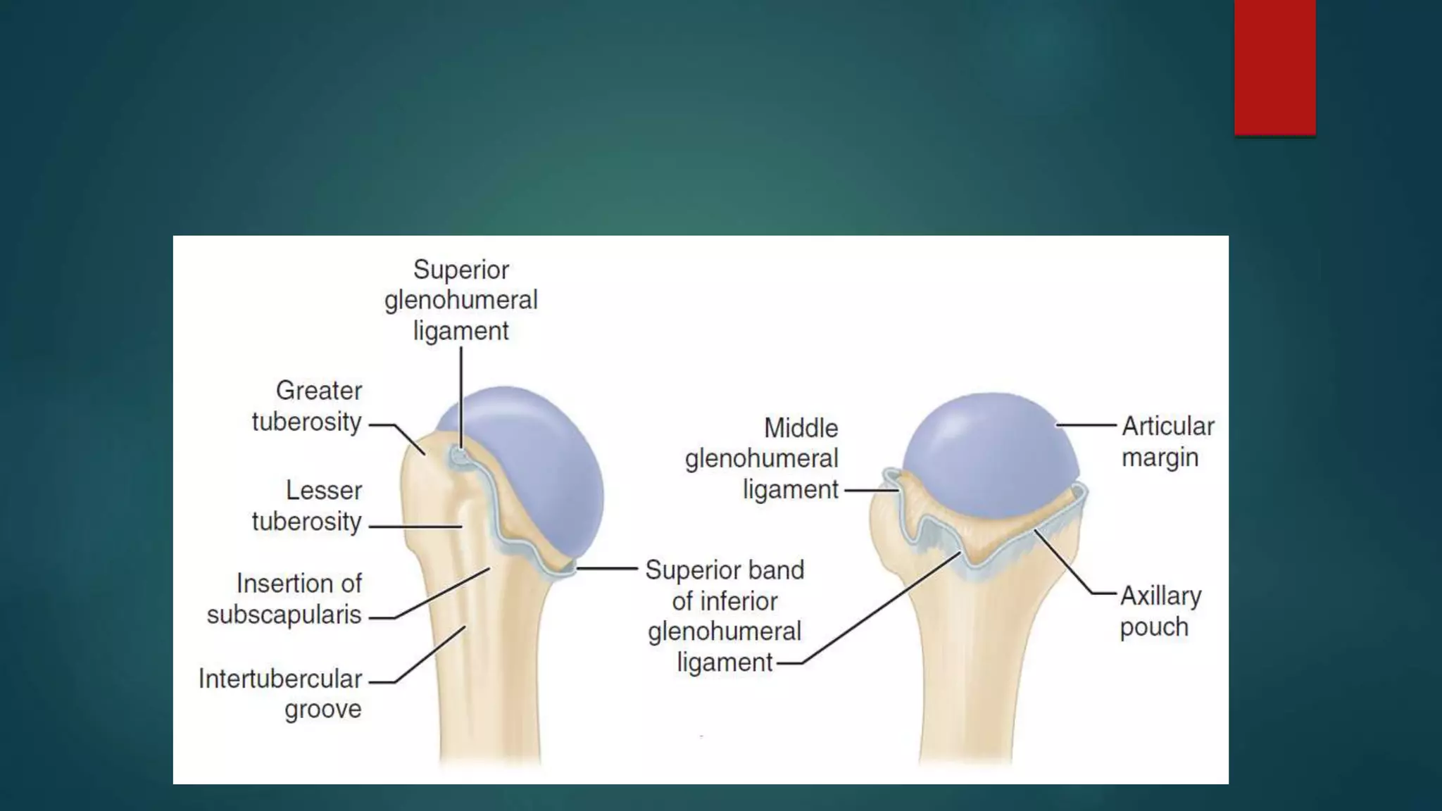 Recurrent shoulder dislocation and management | PPTX