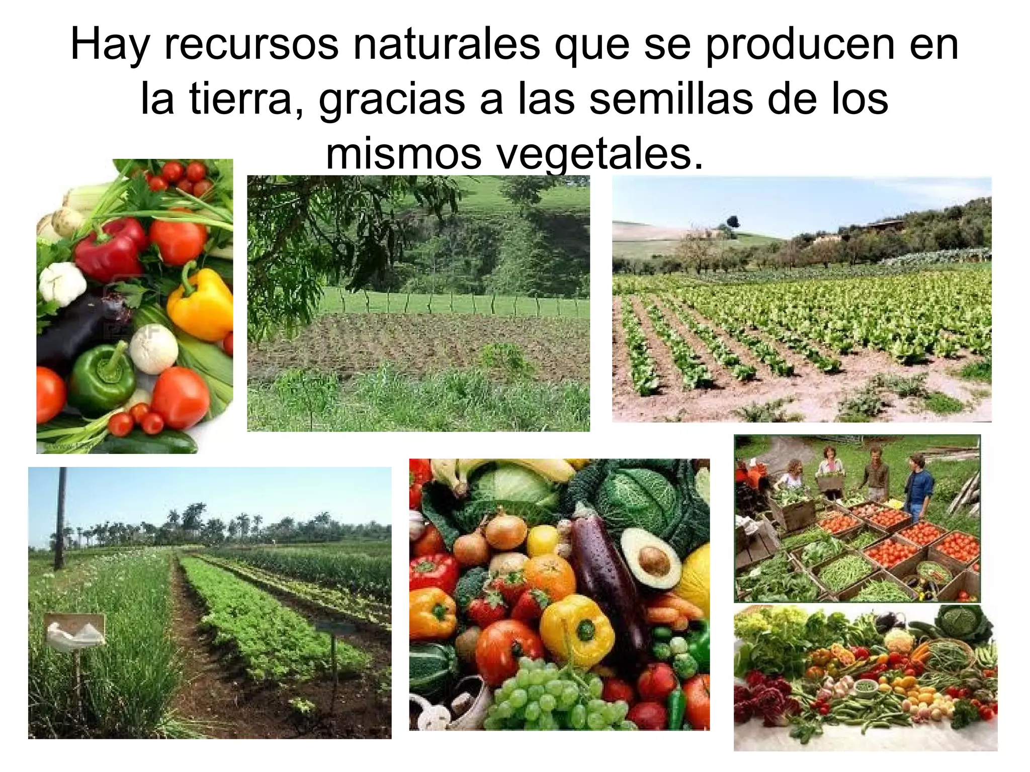Recursos naturales | PPT