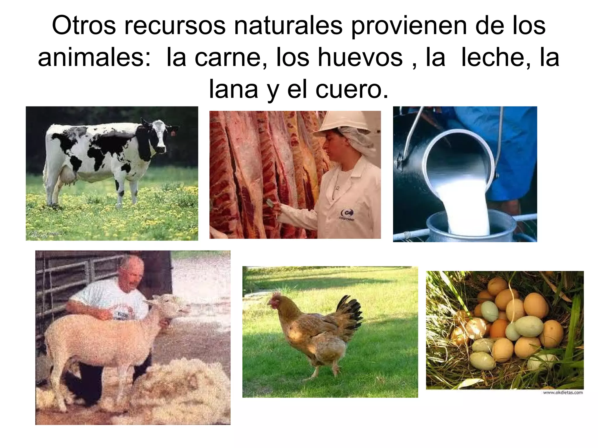 Recursos naturales | PPT