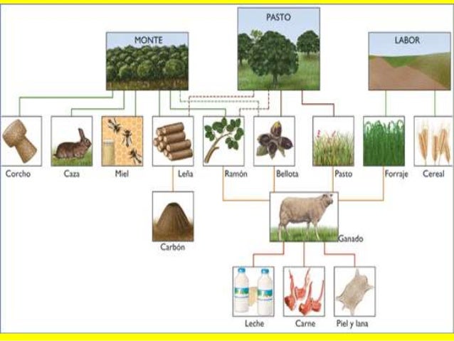 Recursos Naturales Y Los Productos Que Se Obtienen De Ellos - abstractor