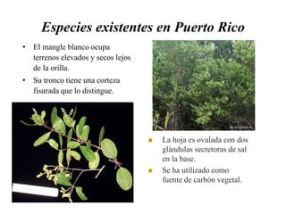 Recursos Naturales de Puerto Rico | PPTX