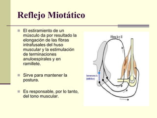 Recursos tecnicos | PPTX