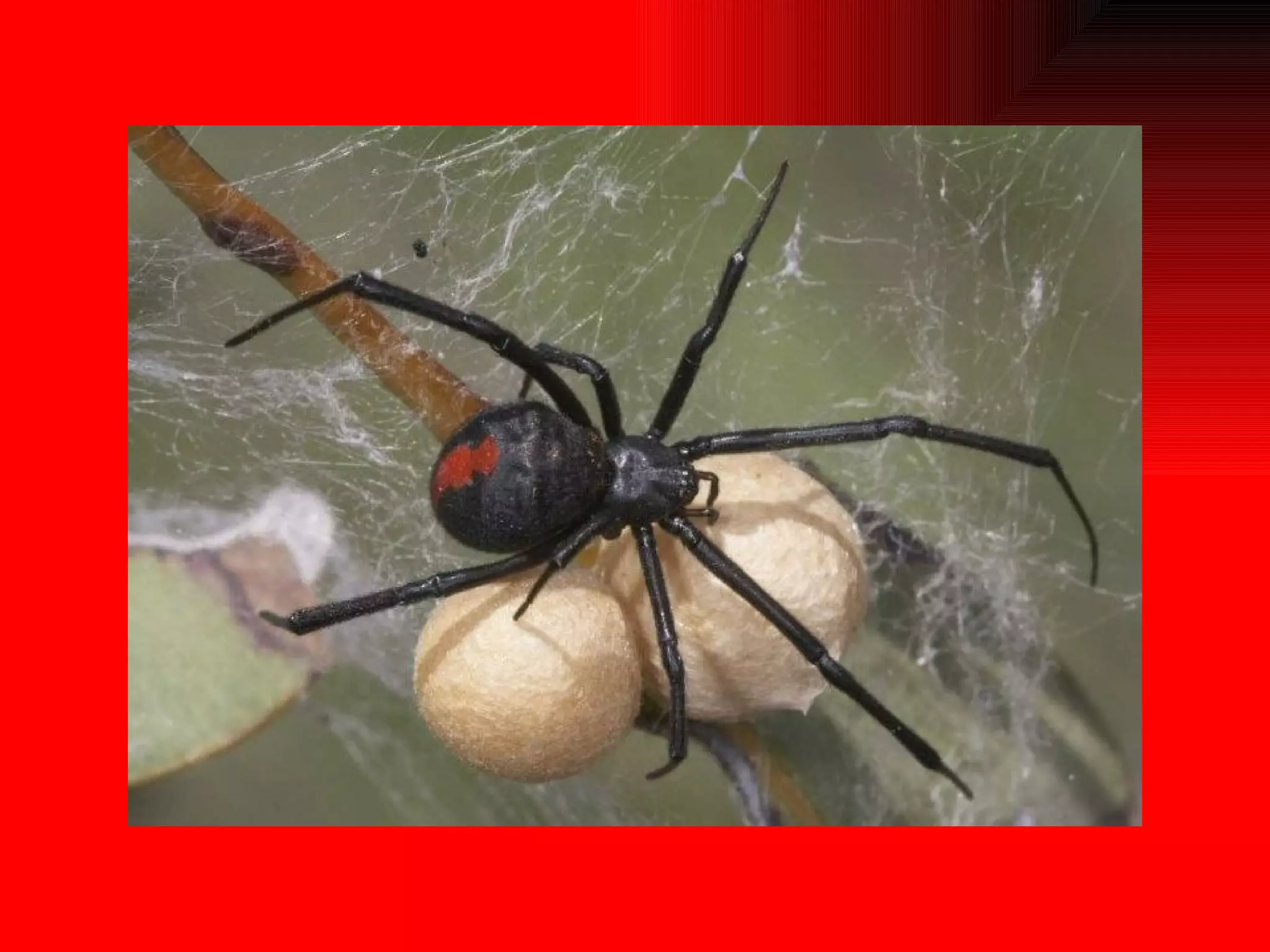 Red Back Spiders Jake | PPT