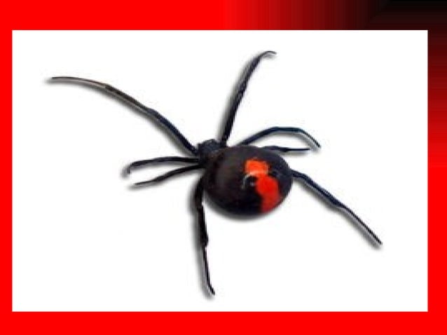 Red Back Spiders Jake | PPT