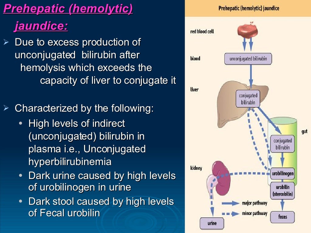 Red Blood Cell Destruction kau