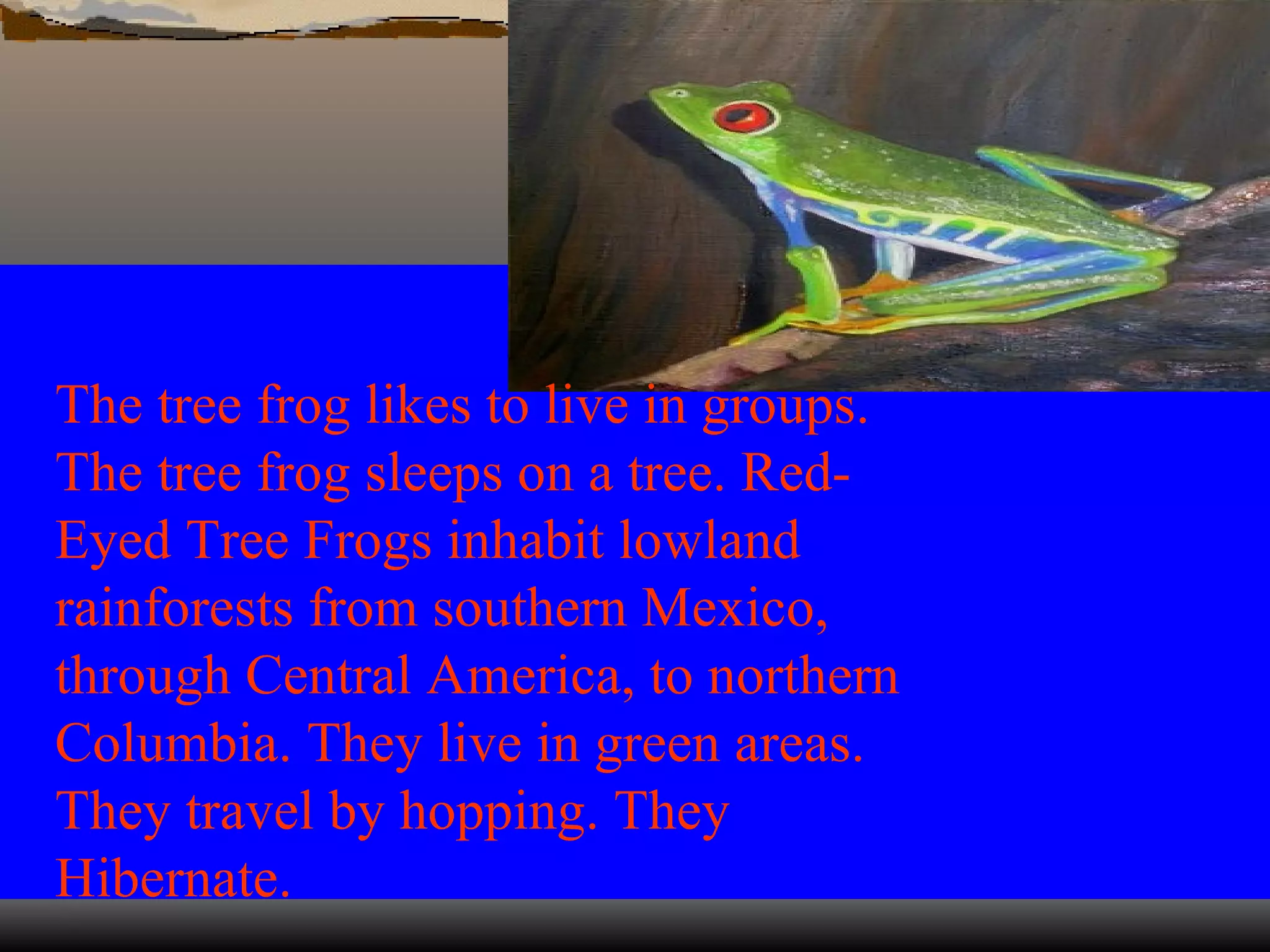 Red Eyed Tree Frog Nick W | PPT