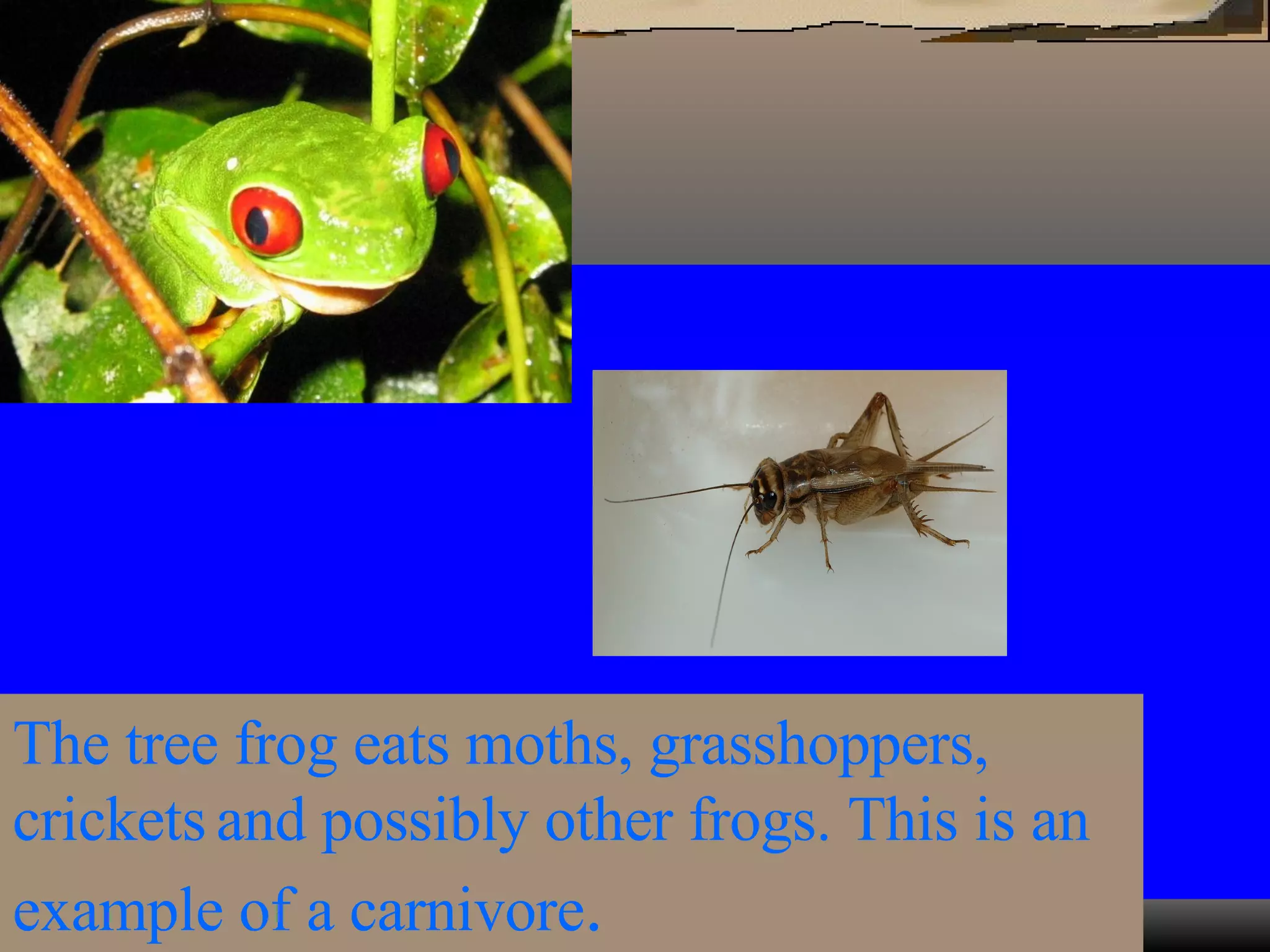 Red Eyed Tree Frog Nick W | PPT | Reptiles | Pets