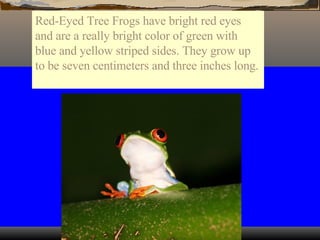 Red Eyed Tree Frog Nick W | PPT
