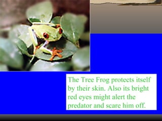 Red Eyed Tree Frog Nick W | PPT