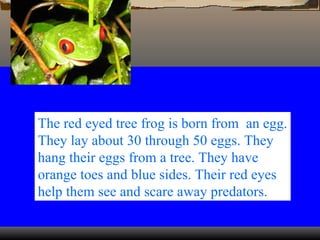 Red Eyed Tree Frog Nick W | PPT