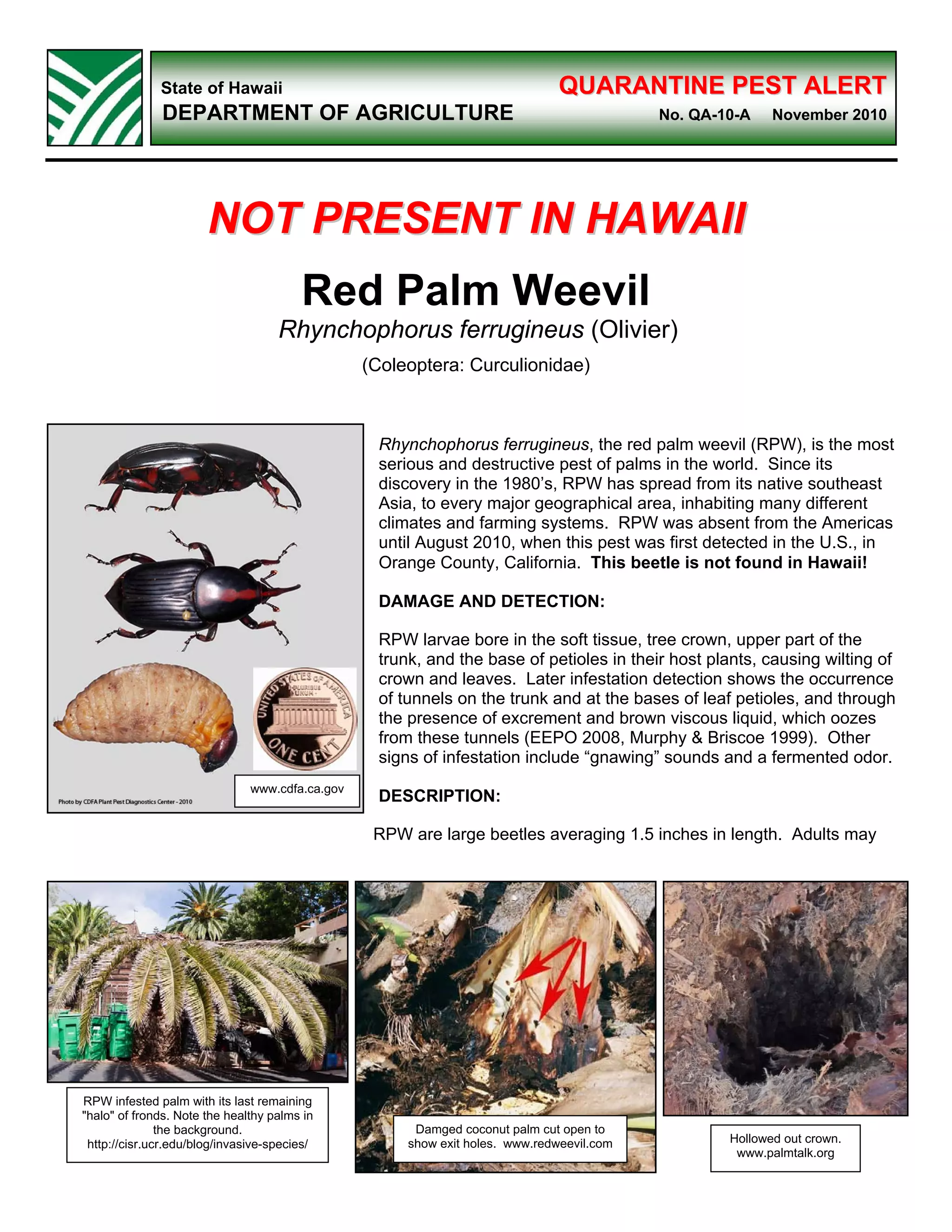 Red palm-weevil-alert-2010-master | PDF