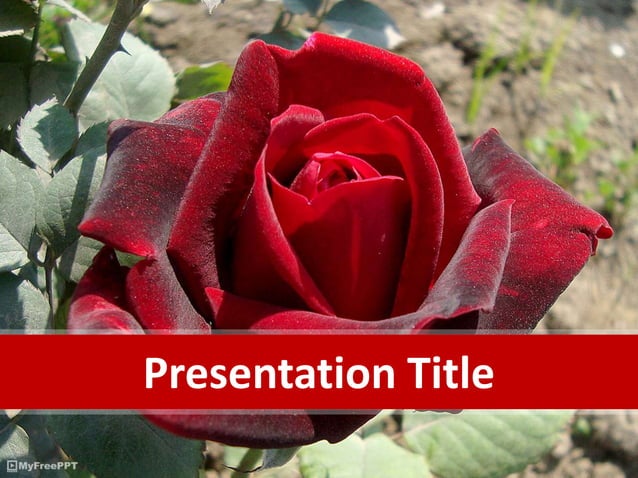 Red--Rose--PowerPoint-Template-1462.potx