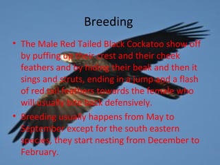 Red tailed black cockatoo | PPT