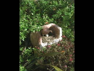 Red-tailed Hawk | PPSX