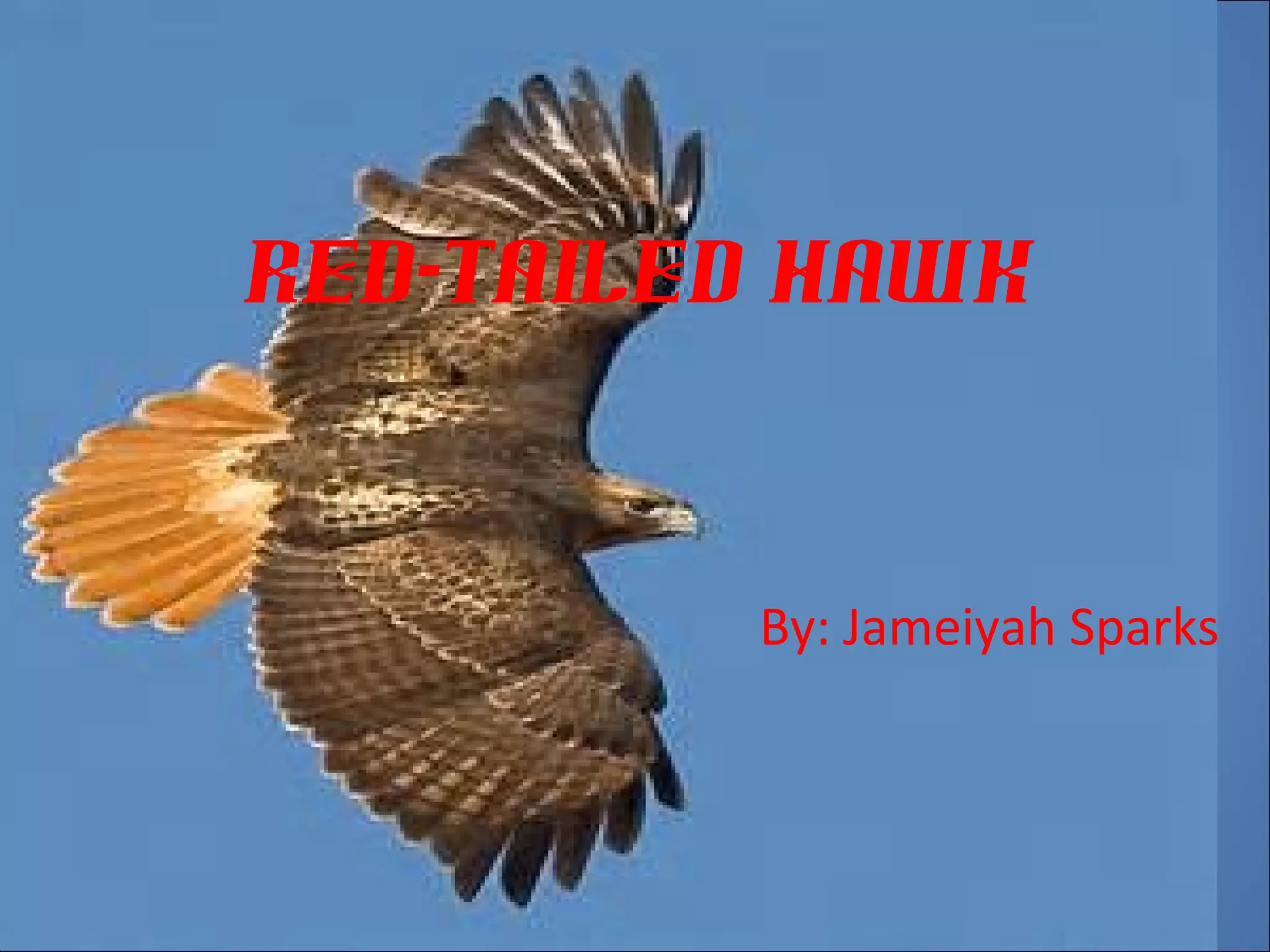 Red tailed hawk | PPT