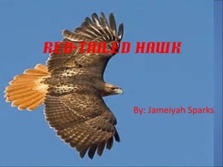 Red tailed hawk | PPT