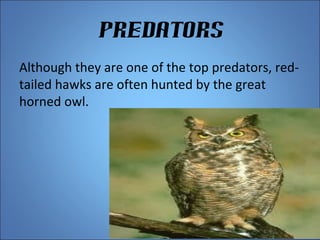 Red tailed hawk | PPT