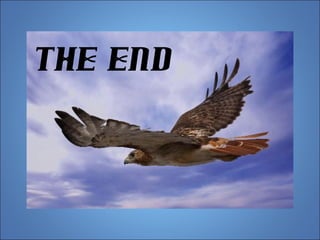 Red tailed hawk | PPT
