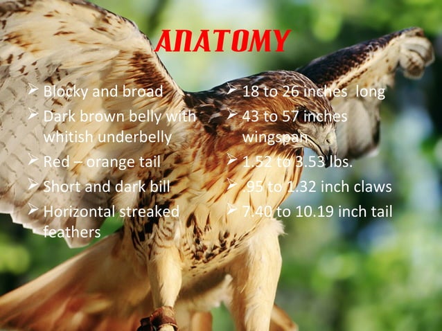 Red tailed hawk | PPT | North America Travel | Travel Locations
