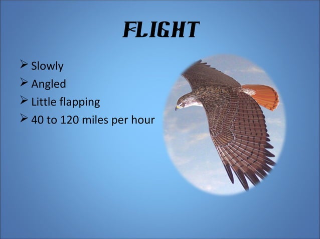 Red tailed hawk | PPT | North America Travel | Travel Locations