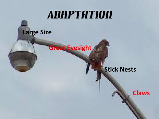 Red tailed hawk | PPT | North America Travel | Travel Locations