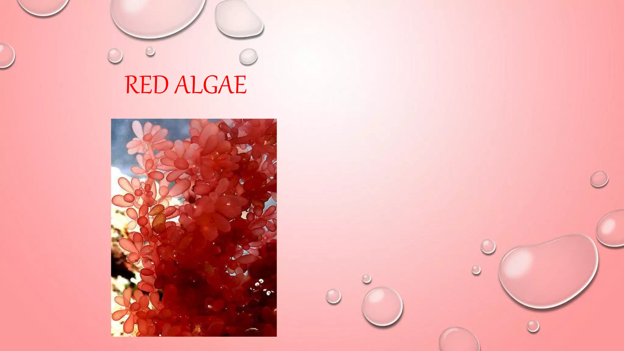 red algae.pptx