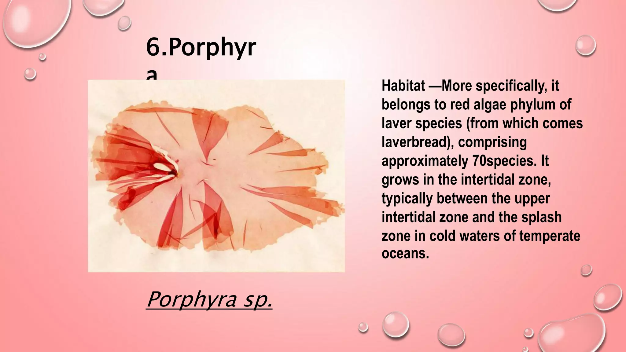 red algae.pptx