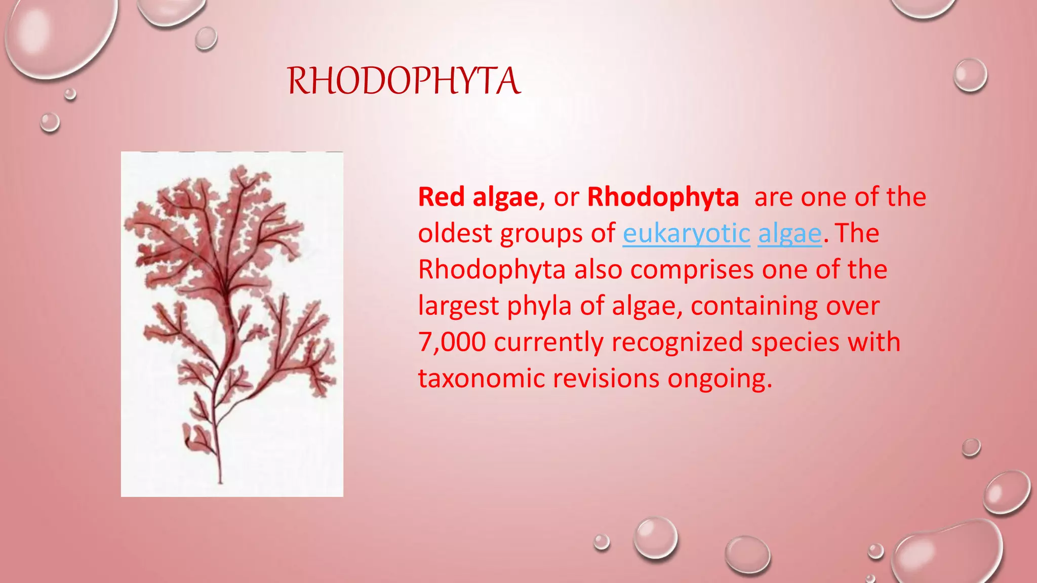 red algae.pptx