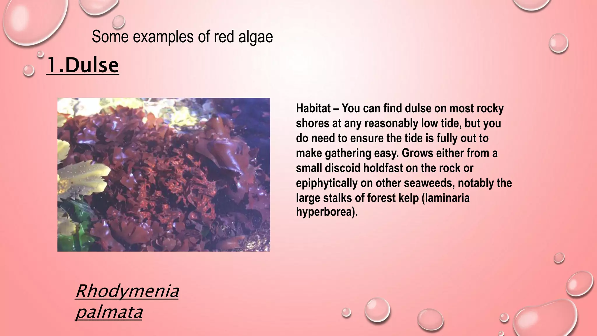 red algae.pptx