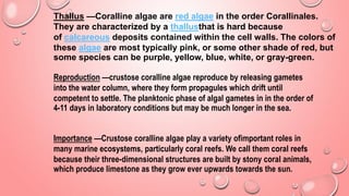 red algae.pptx