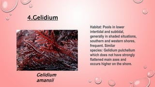 red algae.pptx