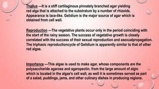 red algae.pptx