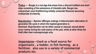 red algae.pptx