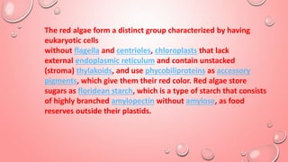 red algae.pptx