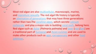 red algae.pptx