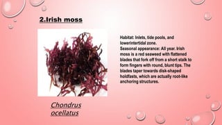 red algae.pptx